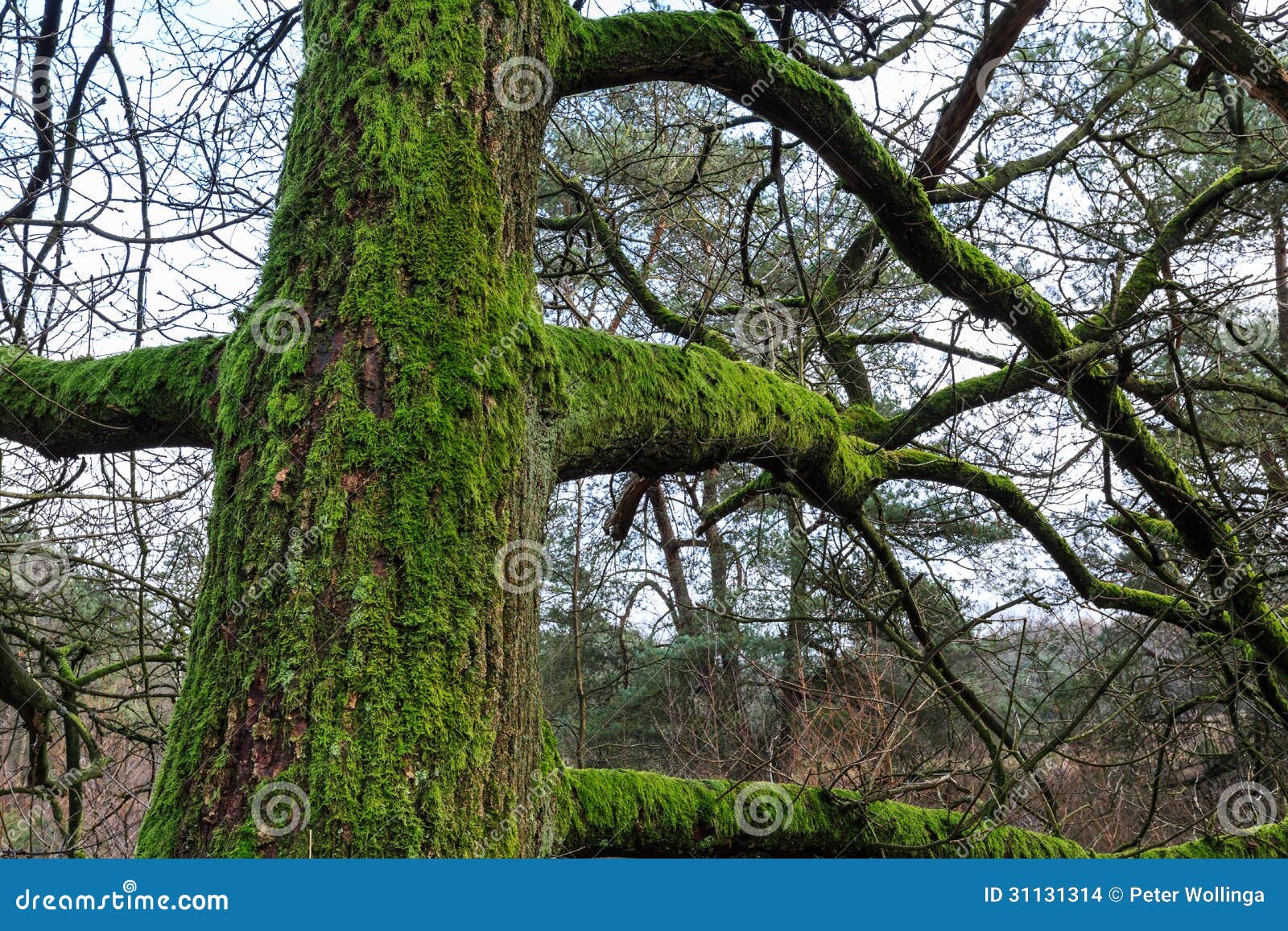 Tronco Di Albero Con Muschio in Una Foresta Fotografia Stock - Immagine ...