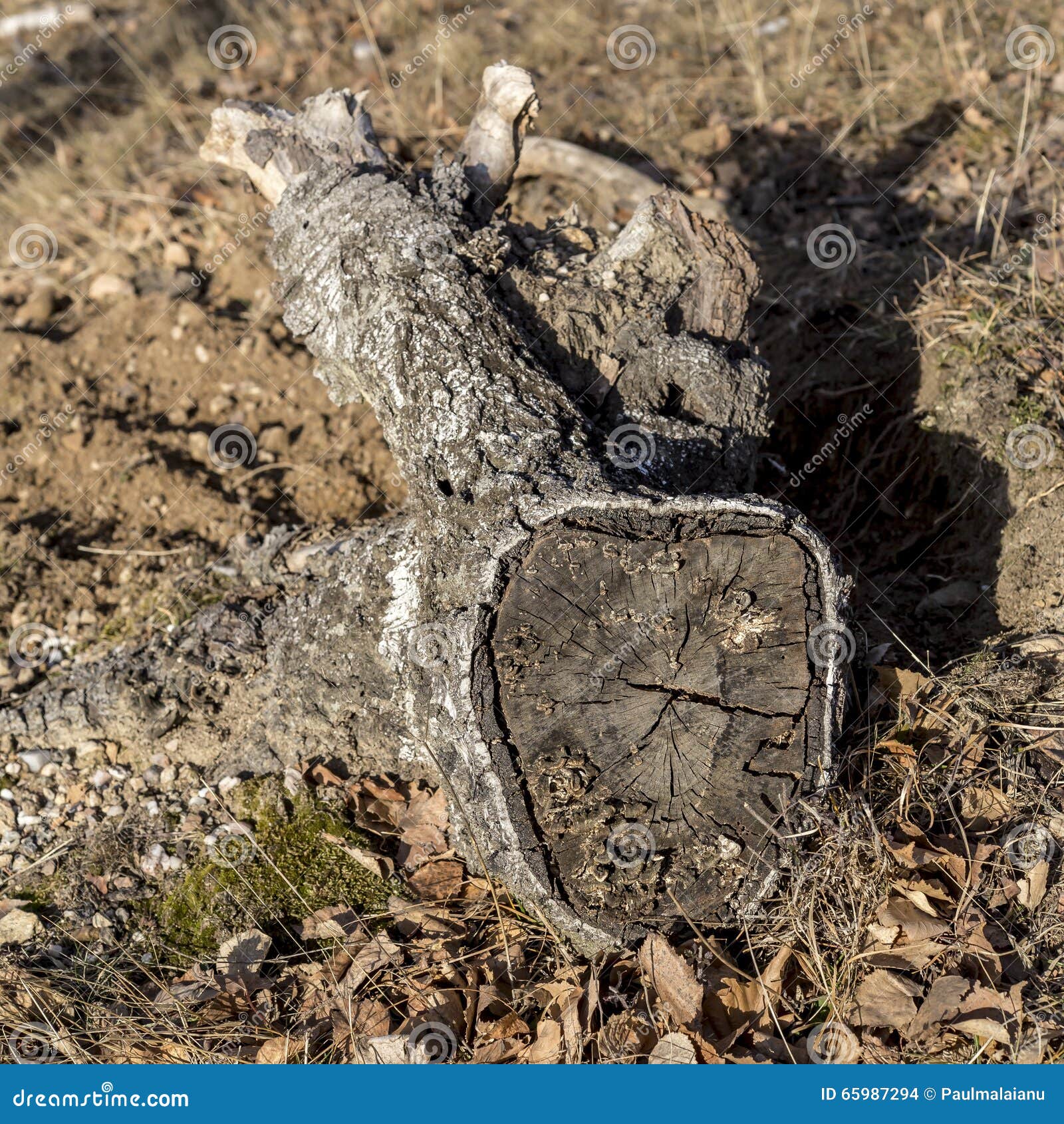 Tronco di albero sezionato fotografia stock. Immagine di nave - 65987294