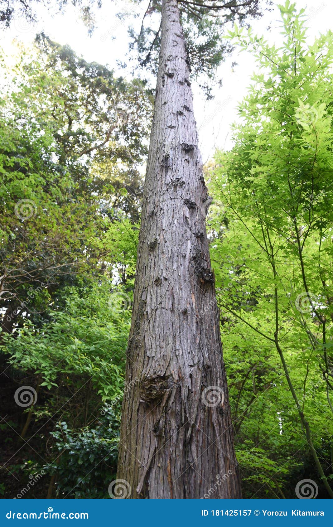 Tronco E Corteccia Di Cedro Giapponese Immagine Stock - Immagine di ...