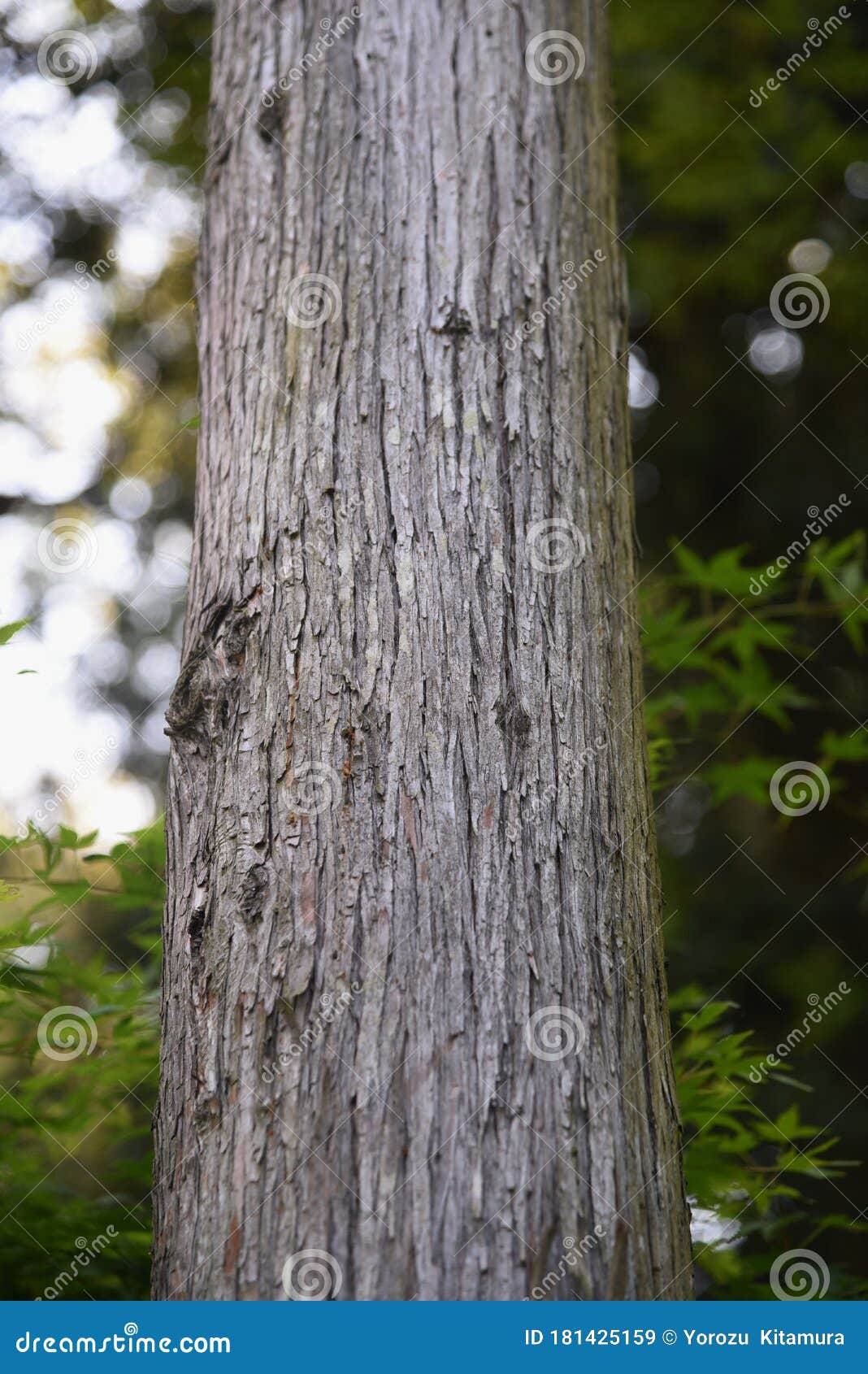 Tronco E Corteccia Di Cedro Giapponese Immagine Stock - Immagine di ...