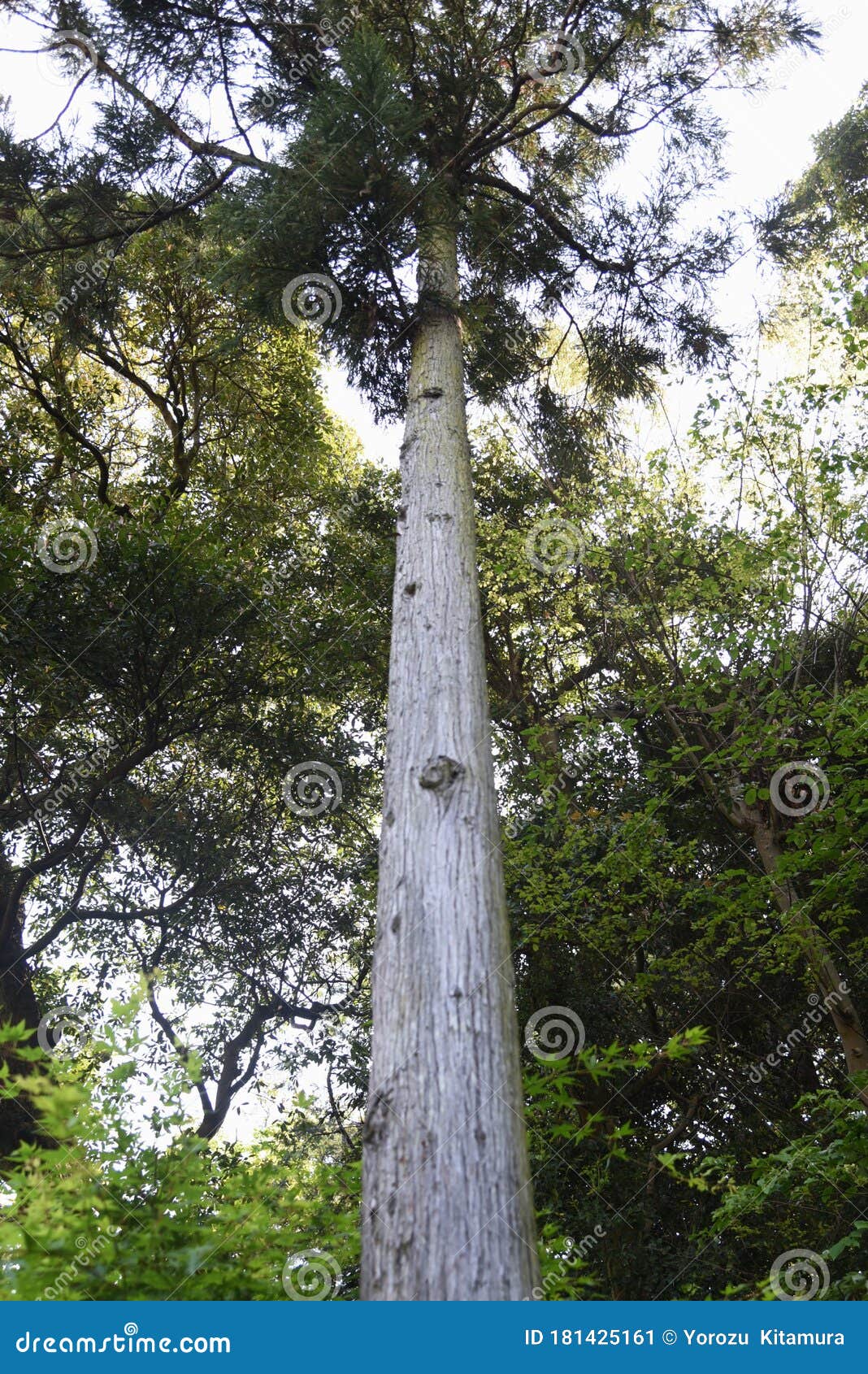 Tronco E Corteccia Di Cedro Giapponese Immagine Stock - Immagine di ...