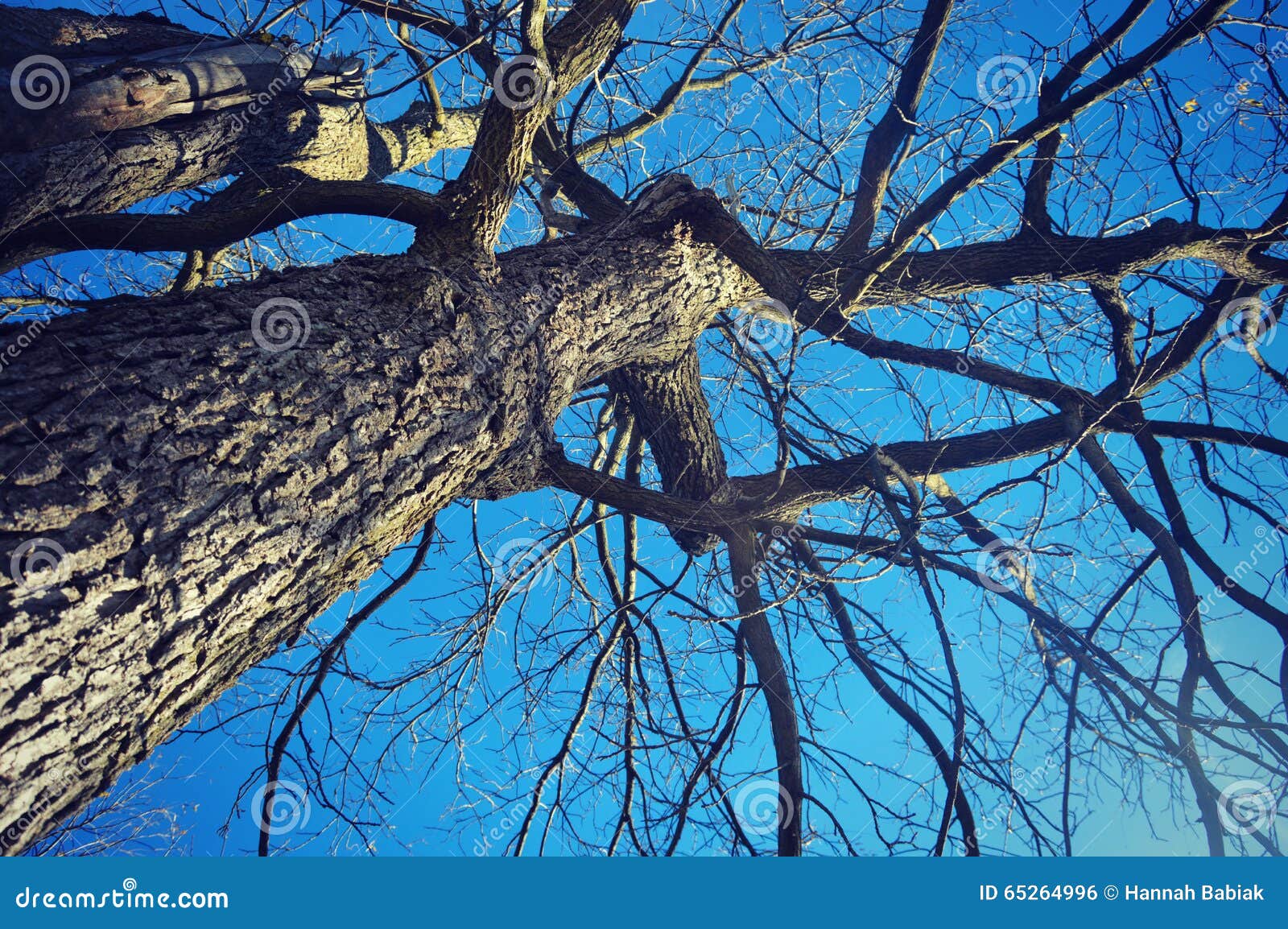 Tronco e rami di albero fotografia stock. Immagine di inverno - 65264996