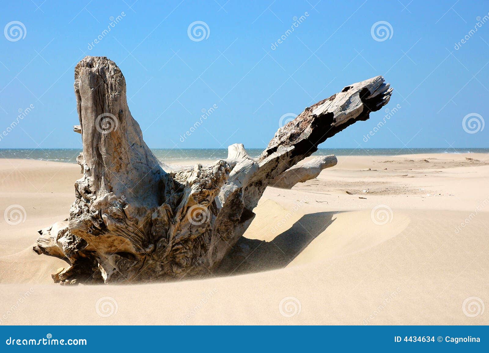 Tronco en la playa foto de archivo. Imagen de madera, viento - 4434634