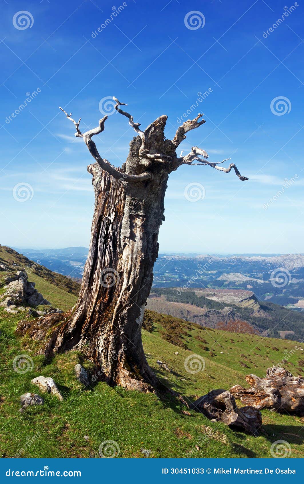 Tronco muerto y seco imagen de archivo. Imagen de descubierto - 30451033