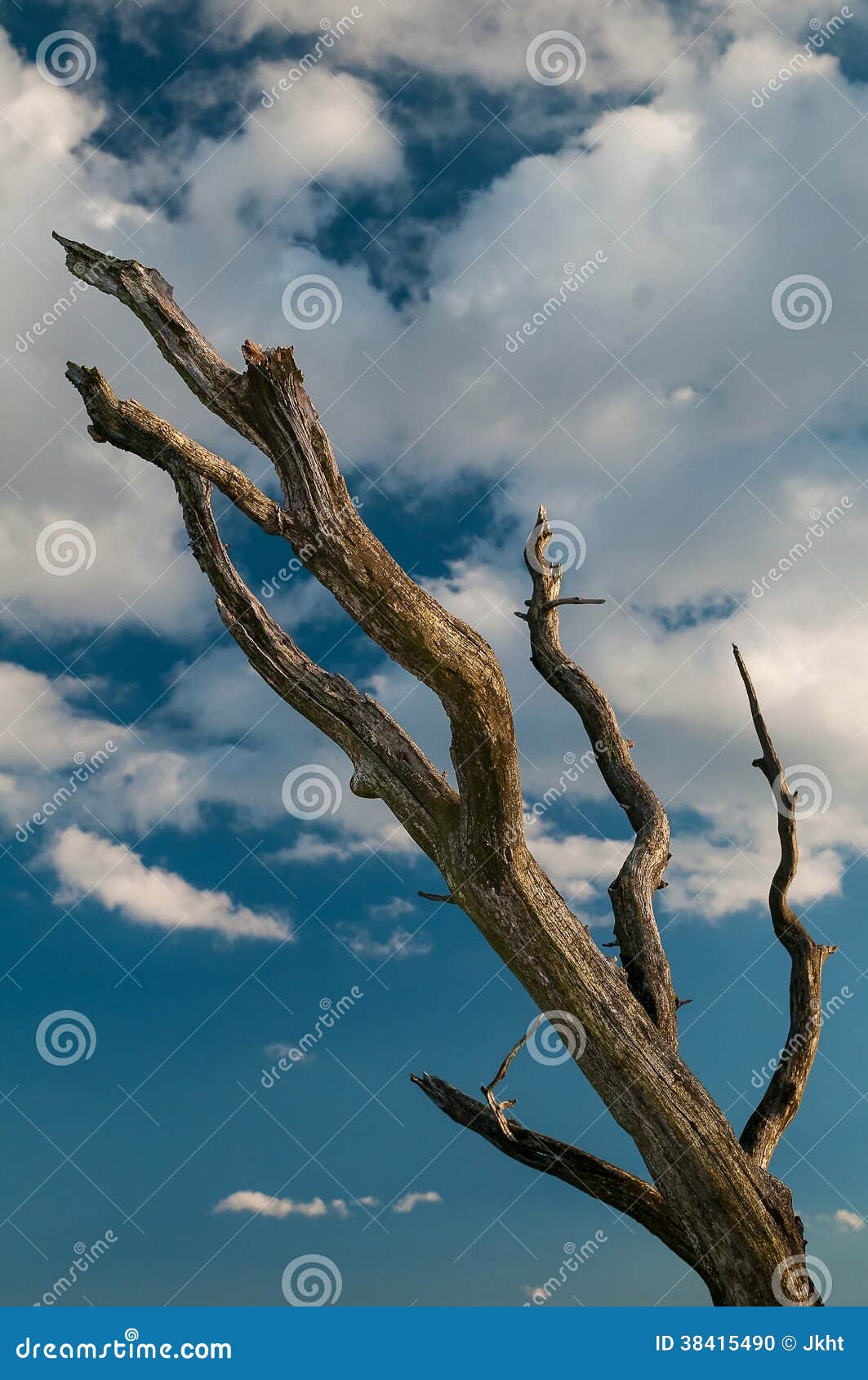 Tronco seco da árvore foto de stock. Imagem de filiais - 38415490