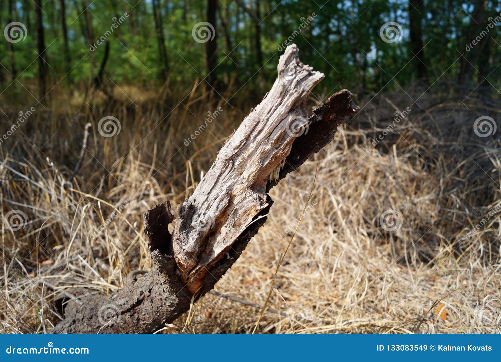 Tronco Seco En El Borde Del Bosque Imagen de archivo - Imagen de viejo ...