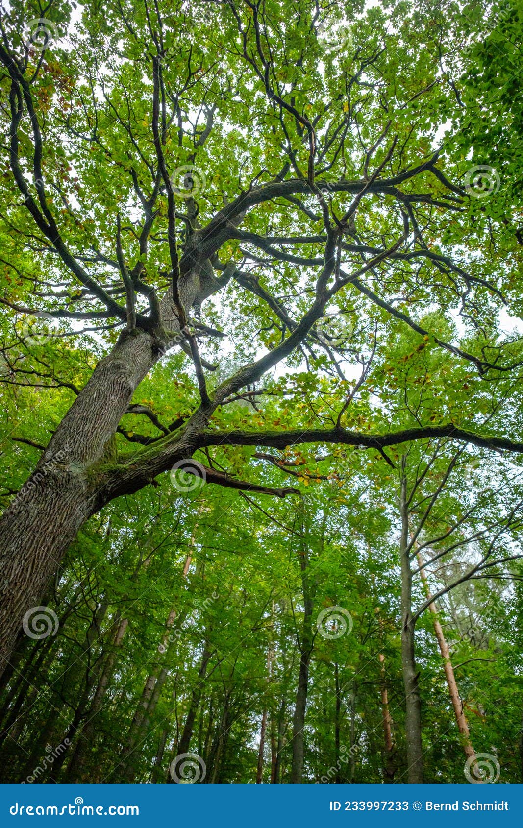 Tronco y ramas de un roble imagen de archivo. Imagen de hermoso - 233997233