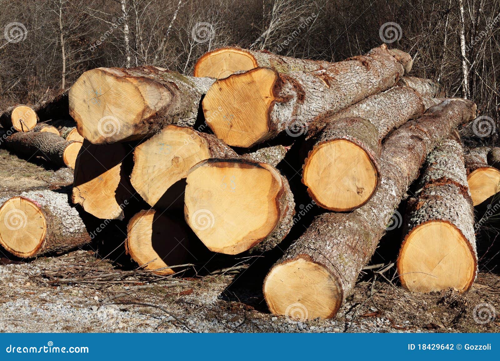 Troncos de árbol de roble foto de archivo. Imagen de troncos - 18429642