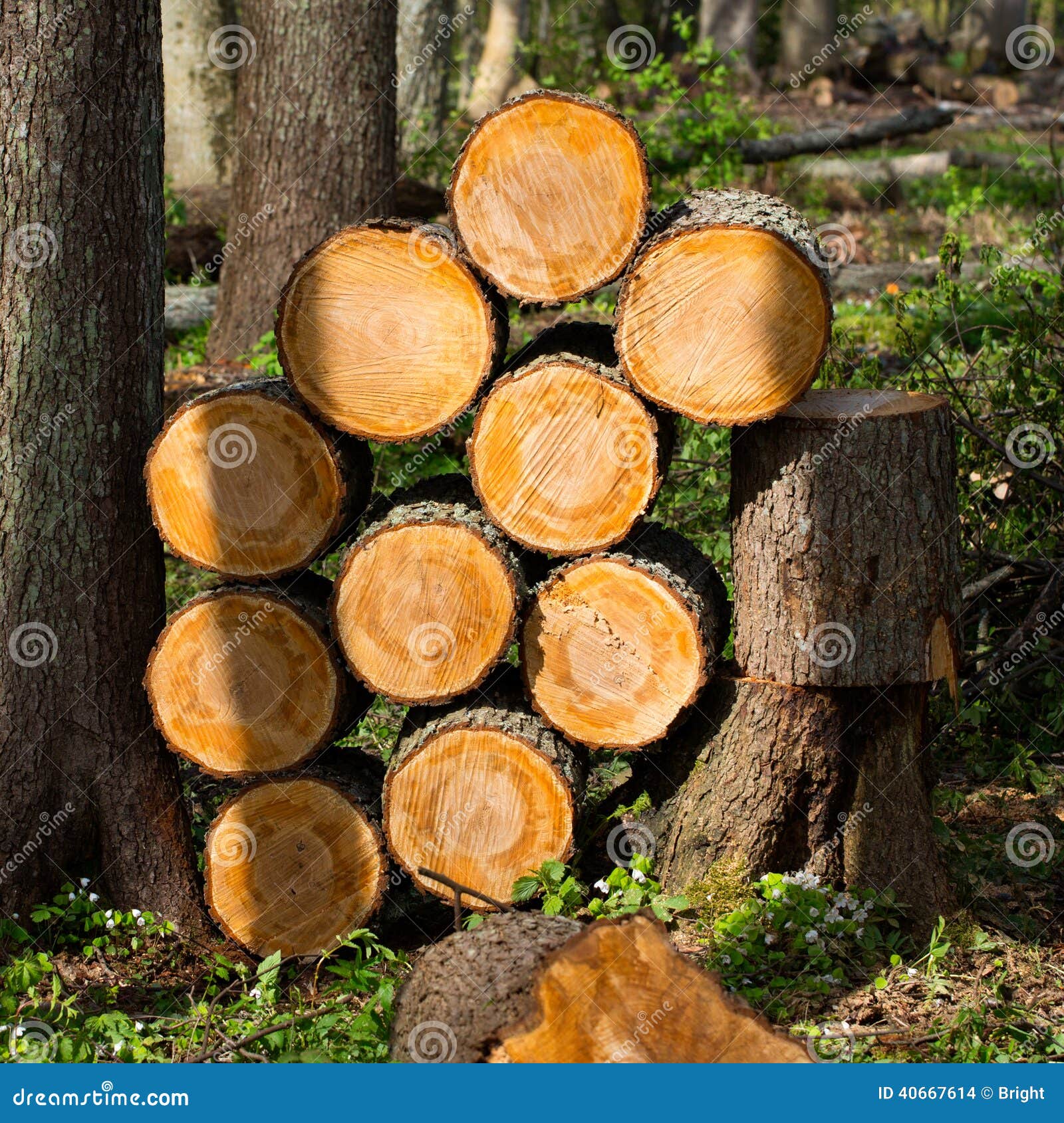 Troncos de la madera foto de archivo. Imagen de resorte - 40667614