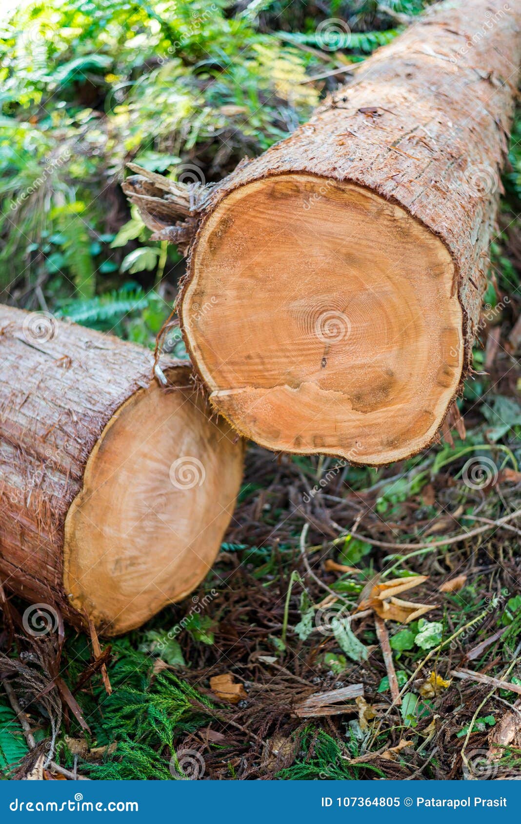 Troncos Del árbol De Pino Del Cedro Imagen de archivo - Imagen de cubo ...