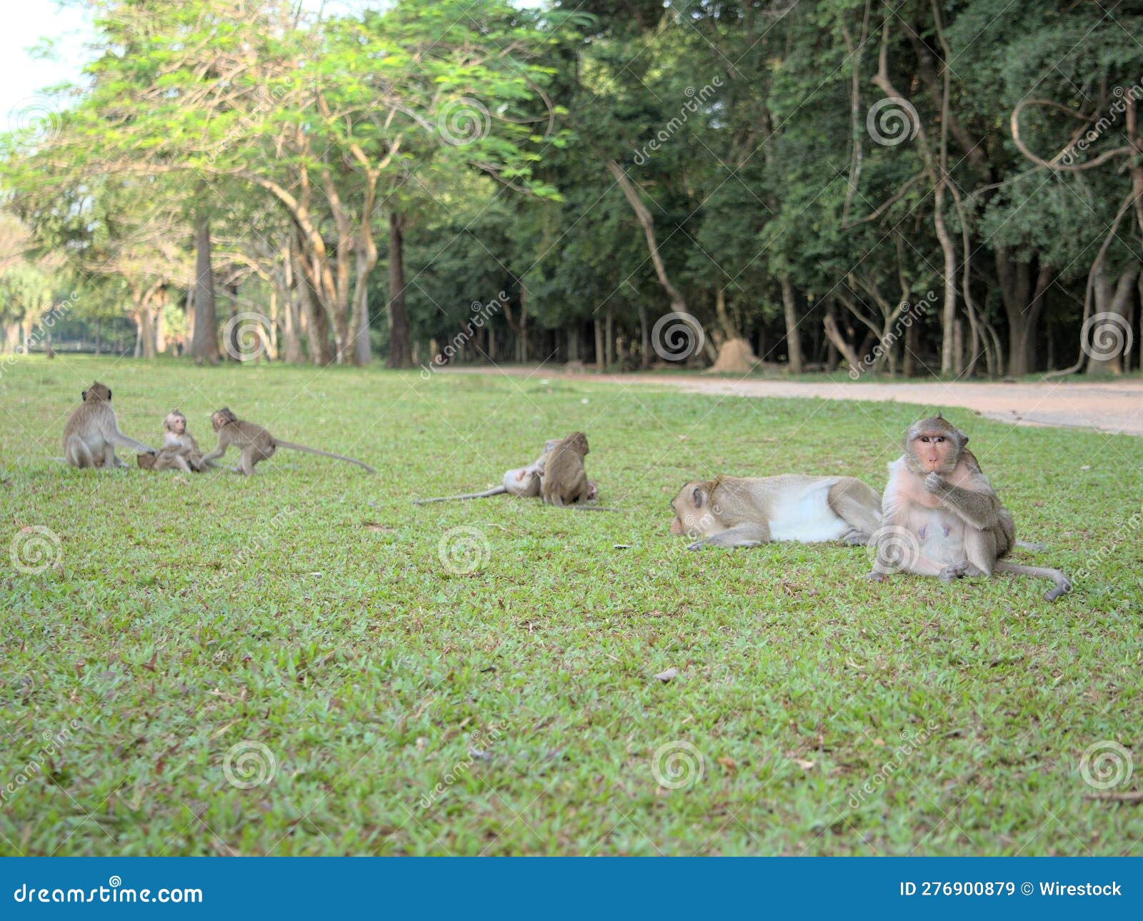 Macaque Monkeys at Ankor Wat Stock Image - Image of angkor, wild: 276900879