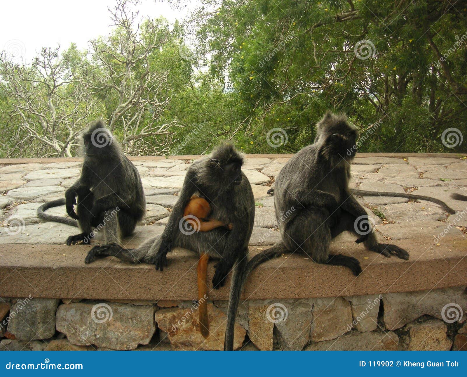 Troop of monkies stock photo. Image of animals, monkies - 119902