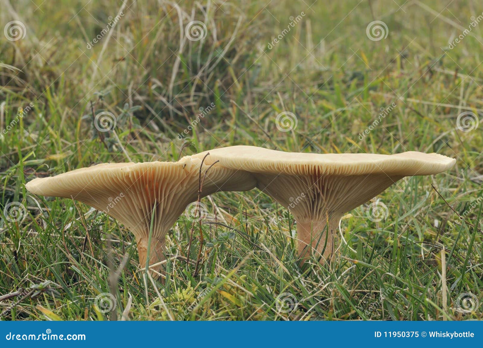 Trooping Funnel - Clitocybe Geotropa Stock Image - Image of cream ...