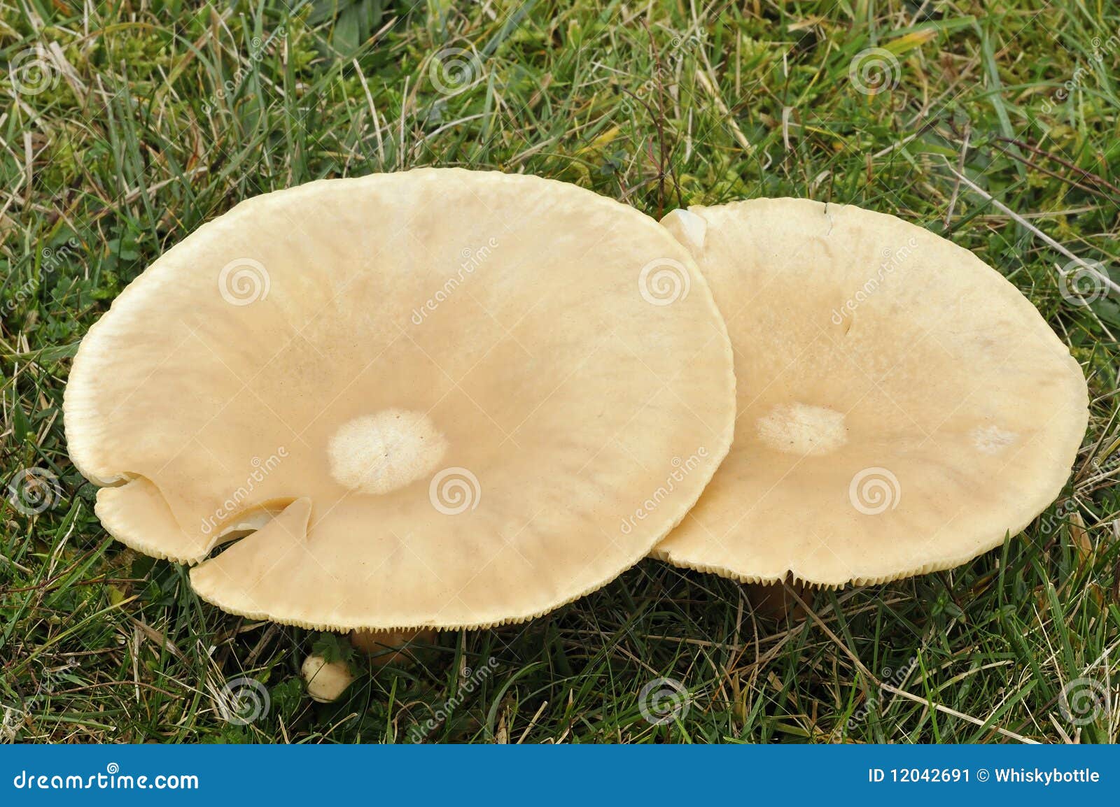 Trooping Funnel - Clitocybe Geotropa Stock Image - Image of nature ...