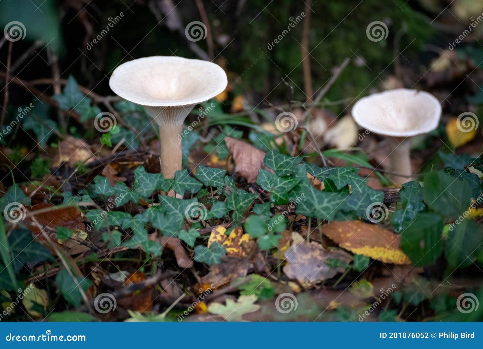 Trooping Funnel Long Stemmed Mushroom Stock Photo - Image of geotropa ...