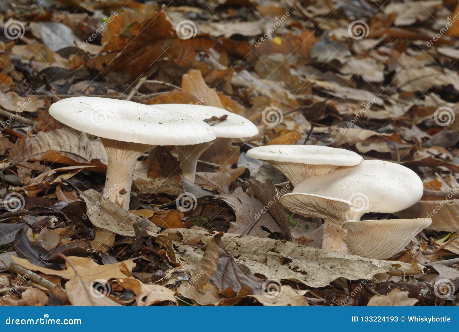 Trooping Funnel Fungi stock image. Image of clitocybe - 133224193