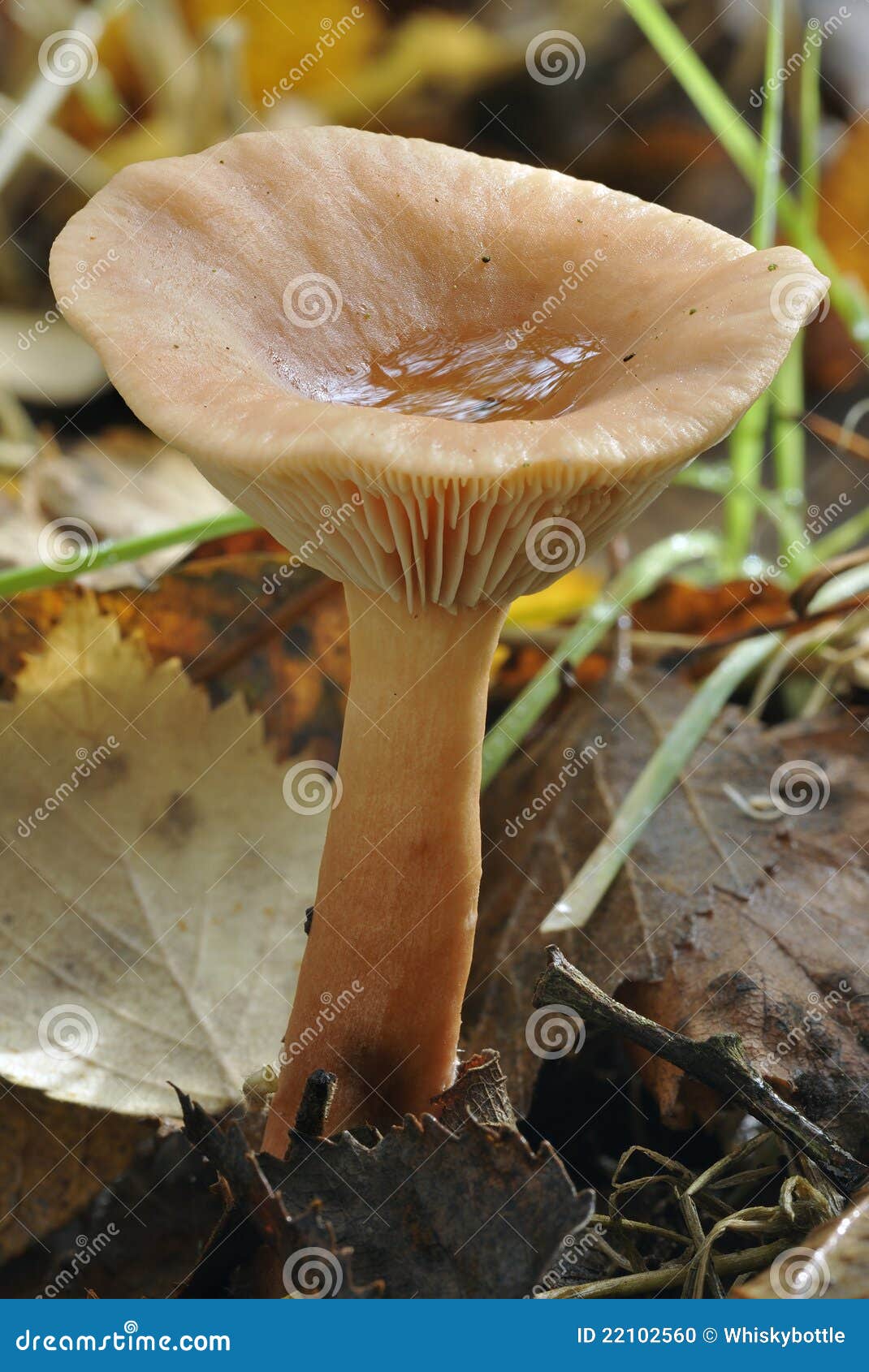 Trooping Funnel Fungus Photos - Free & Royalty-Free Stock Photos from ...