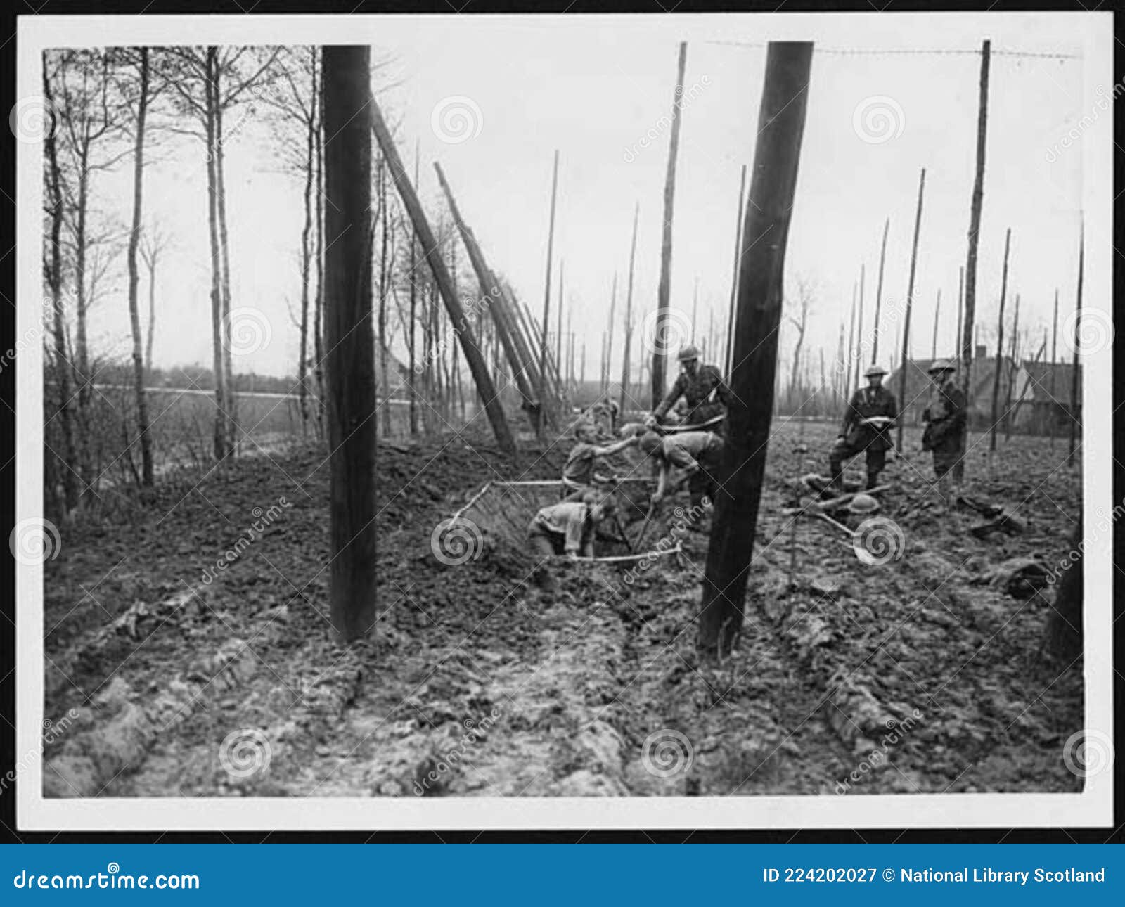 Troops Digging Trenches In A Hop Field Picture. Image: 224202027