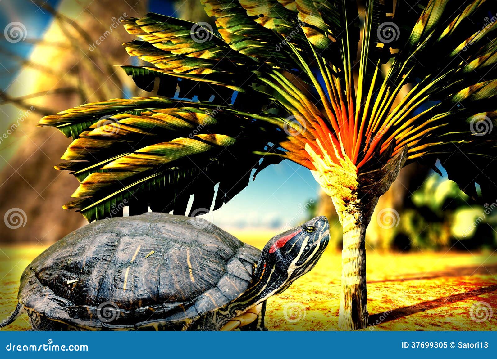 Troostii Do Scripta De Trachemys Imagem de Stock - Imagem de animal ...