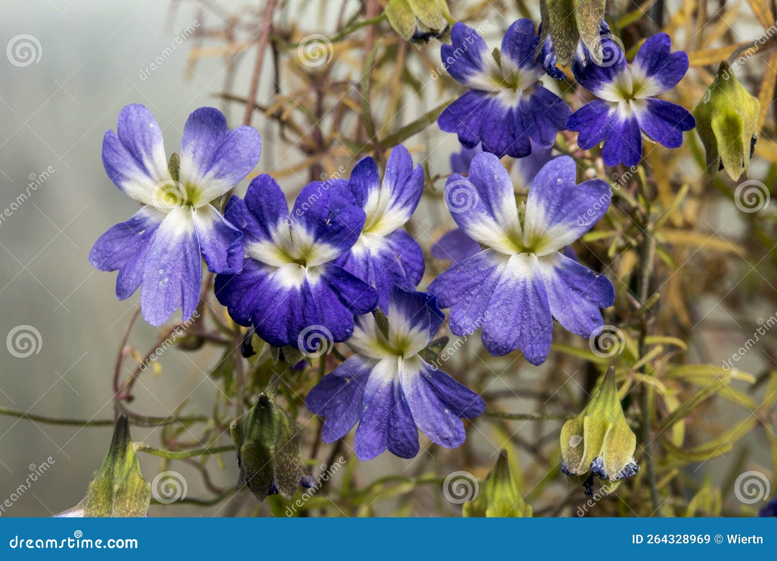 The Blue Flowers of Tropaeolum Azureum Editorial Stock Image - Image of ...