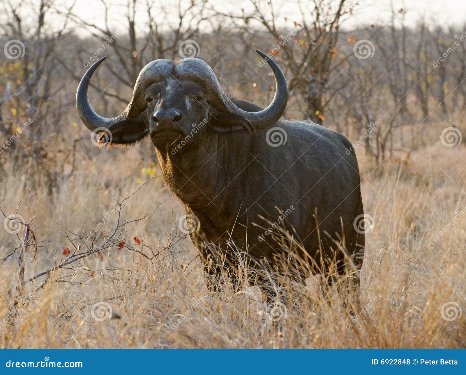 Trophée De Taureau De Buffle Photo stock - Image du stationnement ...
