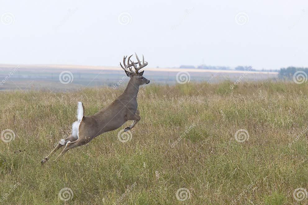 Trophy Deer stock image. Image of mule, antlers, orphan - 26689001