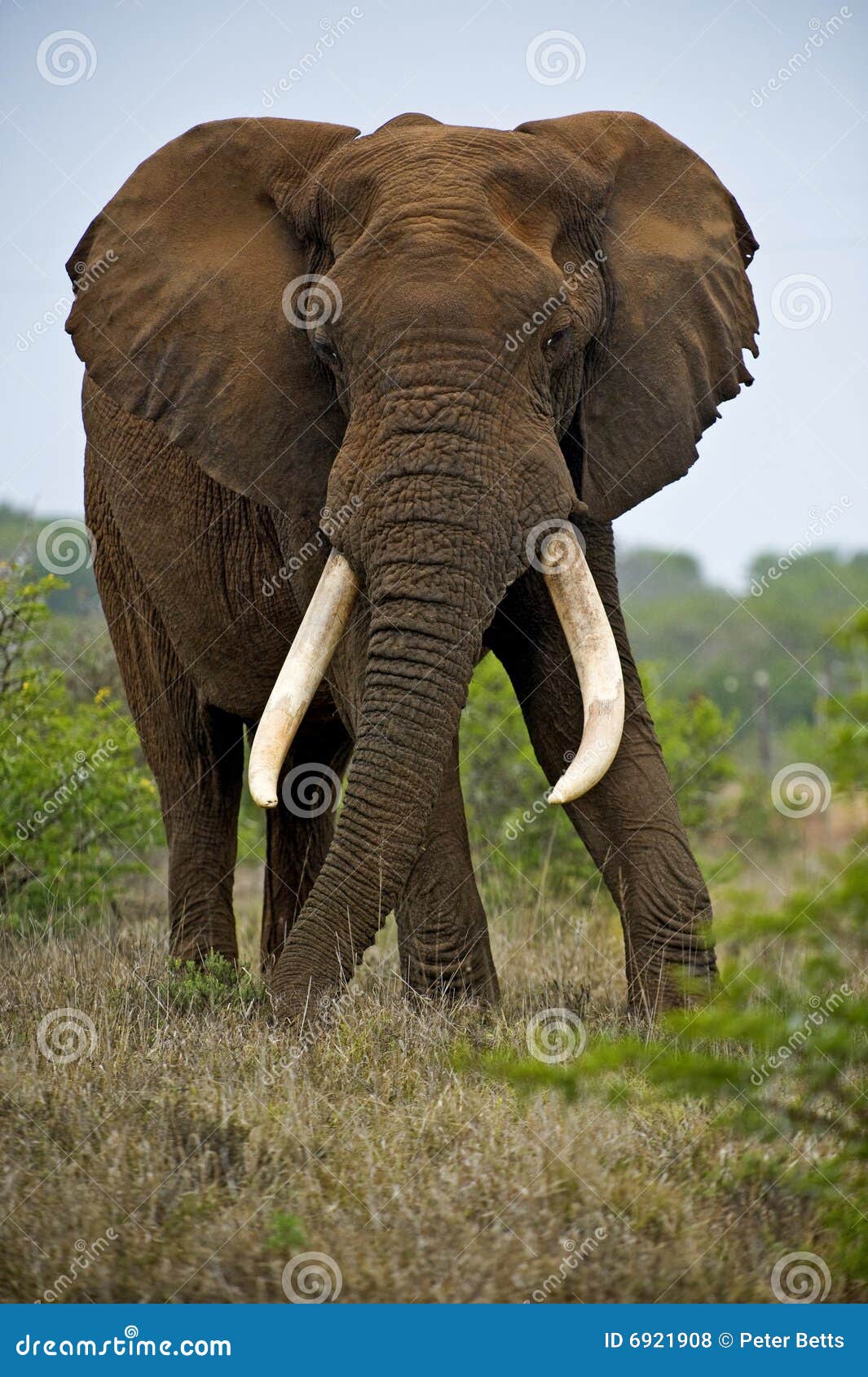 271 Trophy Elephant Stock Photos - Free & Royalty-Free Stock Photos ...