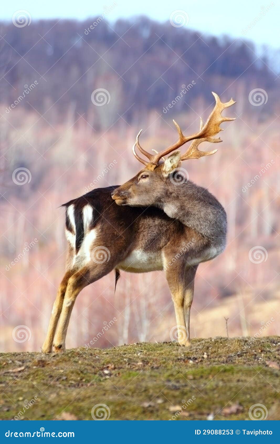 Trophy fallow deer buck stock image. Image of beautiful - 29088253