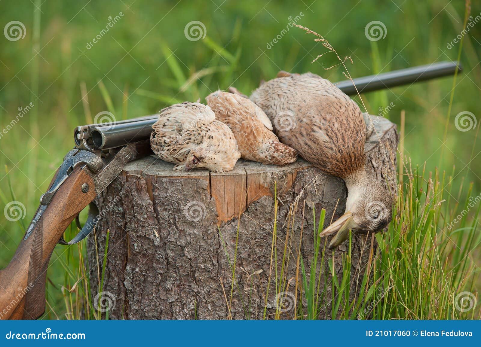 Trophy and gun on stump stock photo. Image of wildlife - 21017060