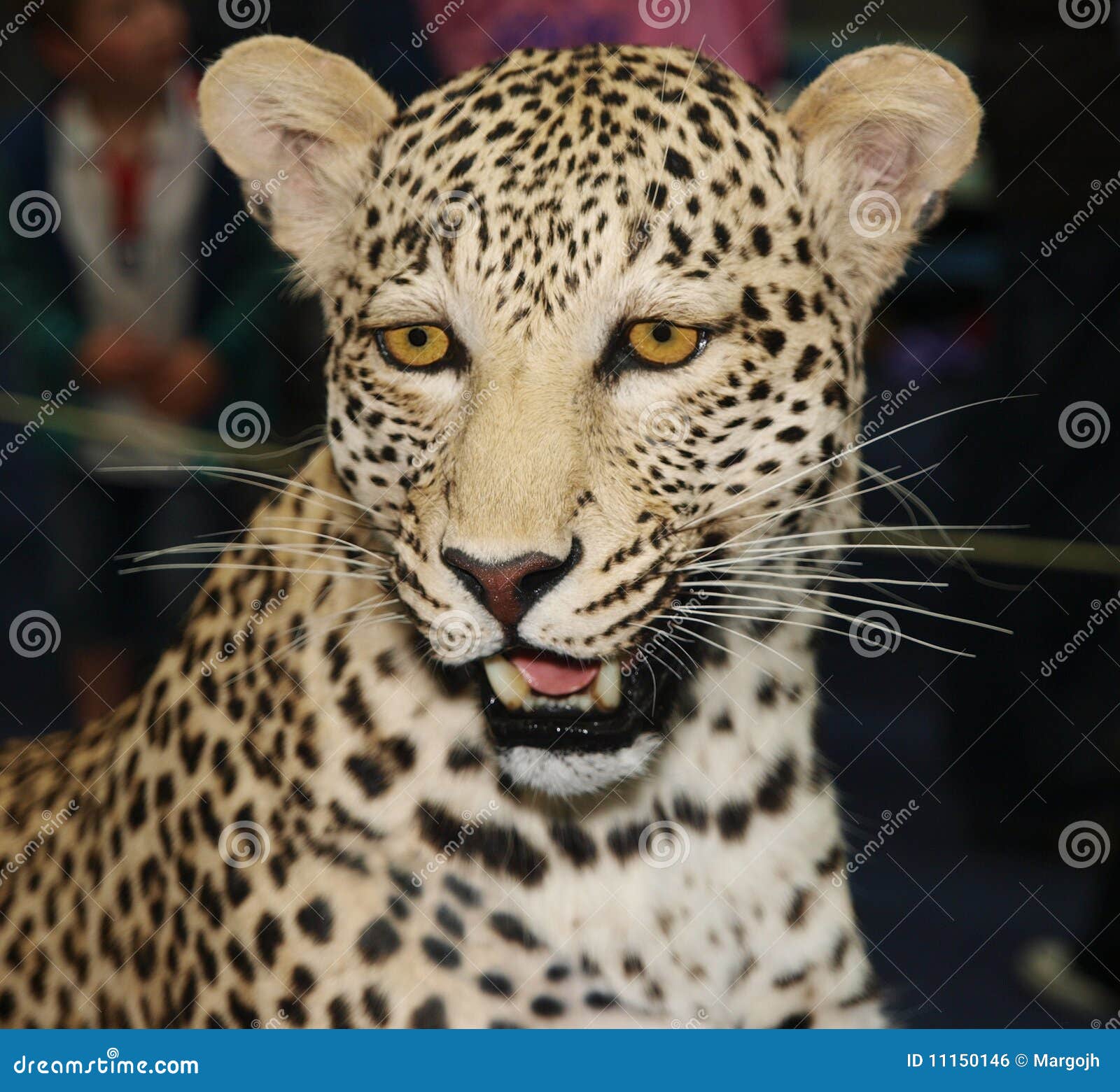 Trophy Leopard stock photo. Image of africa, staring - 11150146