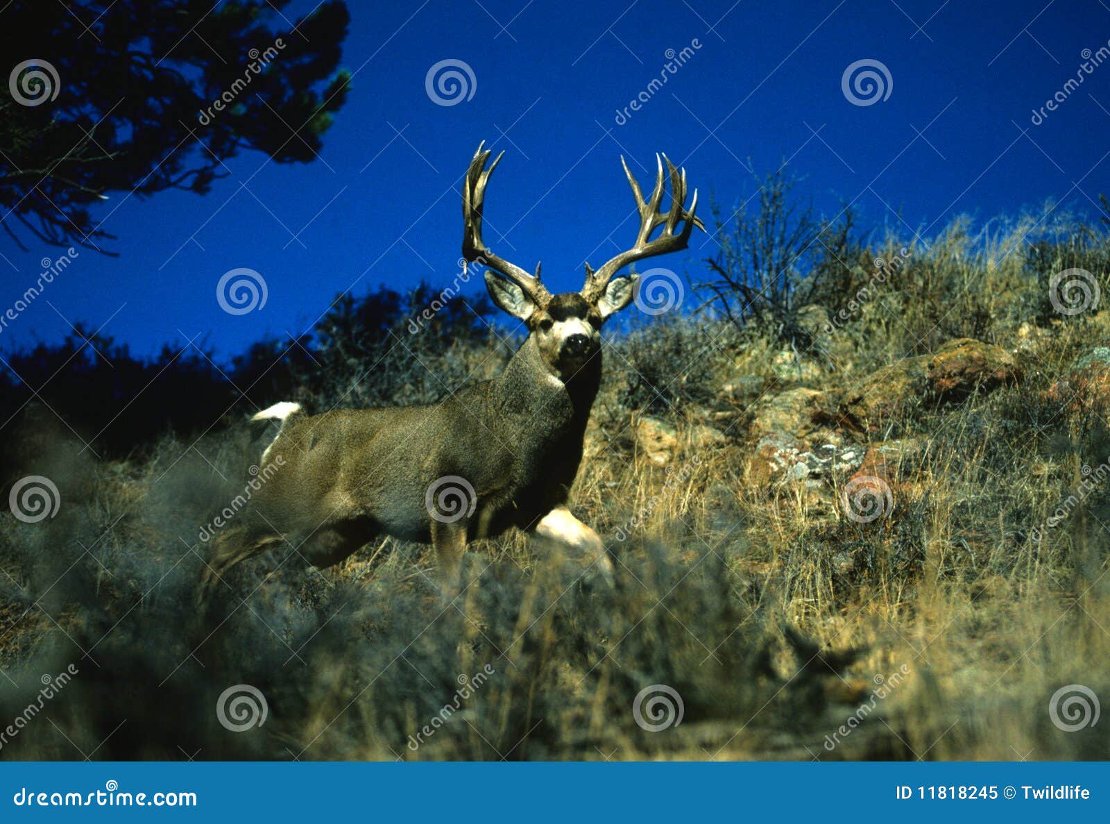 Trophy Mule Deer Buck stock image. Image of hunt, wildlife - 11818245
