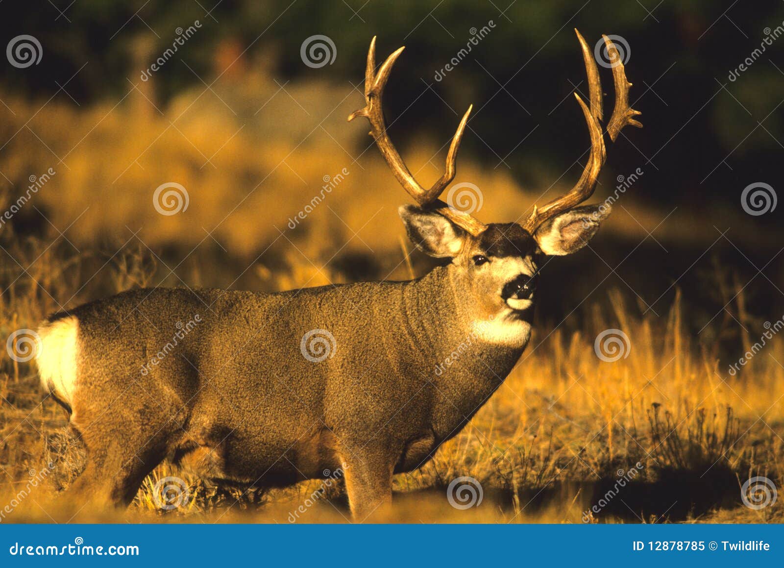 Mule Deer Buck Standing Broadside Photos - Free & Royalty-Free Stock ...