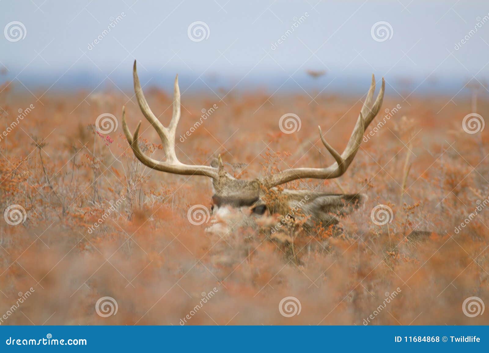 Trophy Mule Deer Buck Runs After Estrus Doe During Peak Breeding Season ...