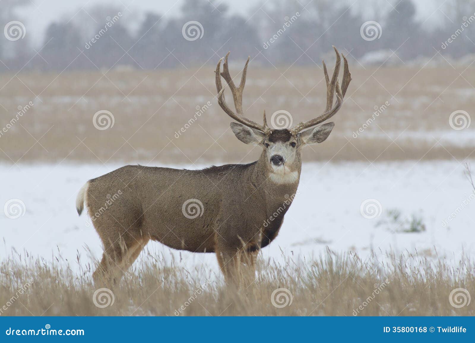 Trophy Mule Deer Buck Broadside Stock Photo - Image of nature, ungulate ...