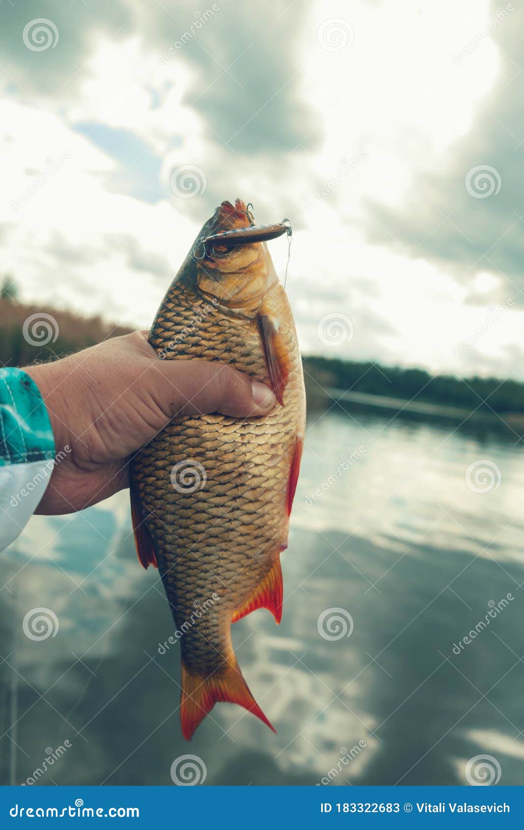 Trophy Rudd Caught Spinning on the Wobbler Stock Image - Image of ...