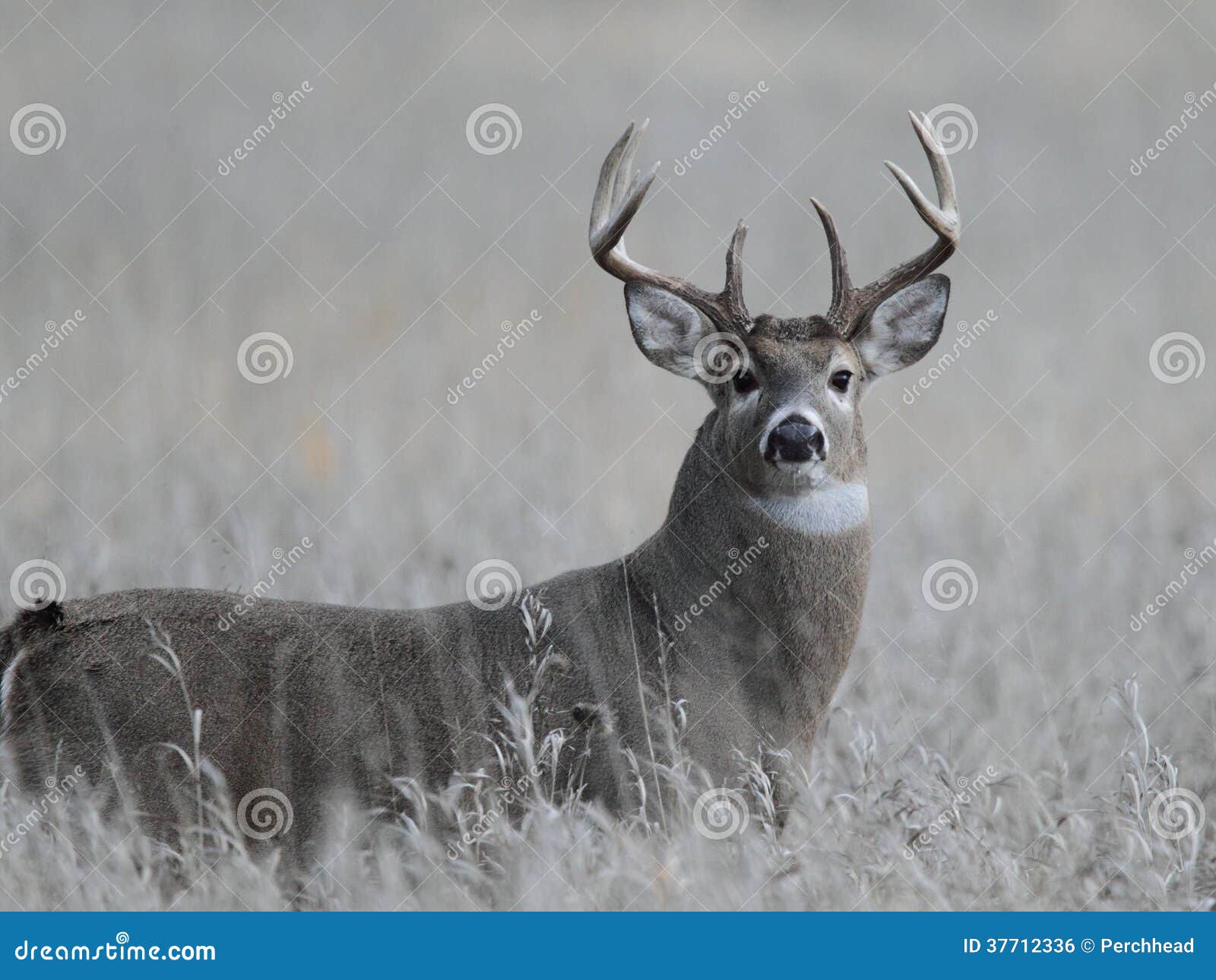 Trophy Whitetail Deer Buck With Amazing Non-typical Antlers Royalty ...