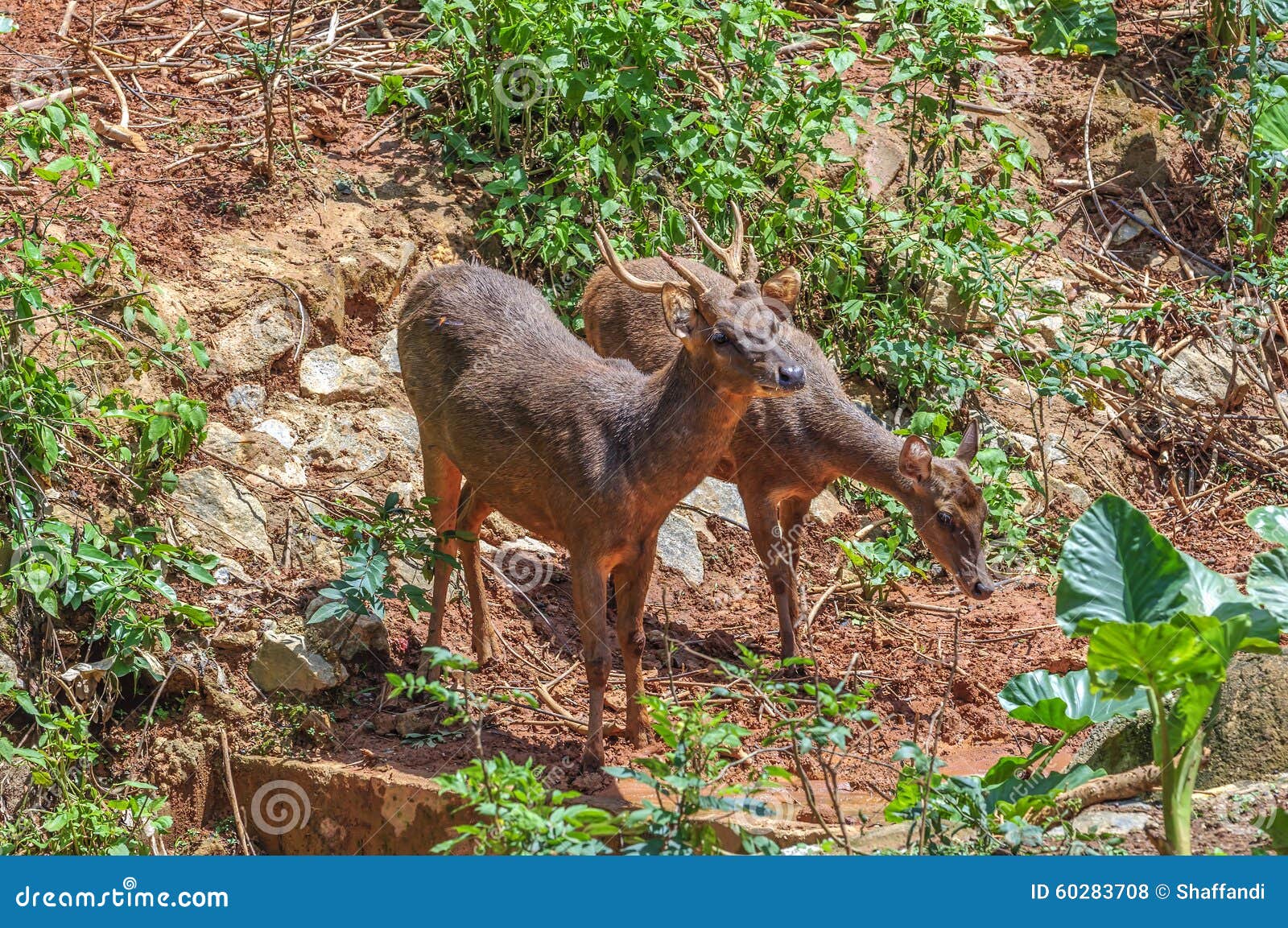 Trophy Whitetail Buck Deer Stag Stock Photo - Image of species, closeup ...