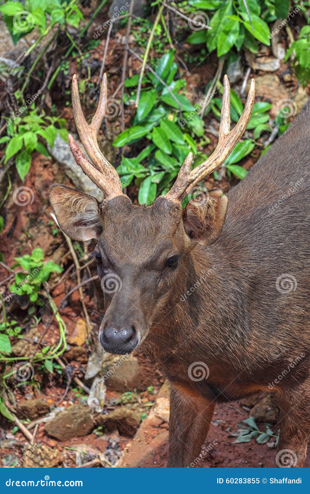 Trophy Whitetail Deer Buck With Amazing Non-typical Antlers Royalty ...