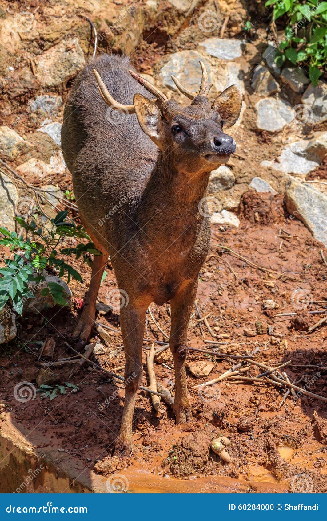 Trophy Whitetail Buck Deer Stag Stock Photo - Image of isolated, mammal ...