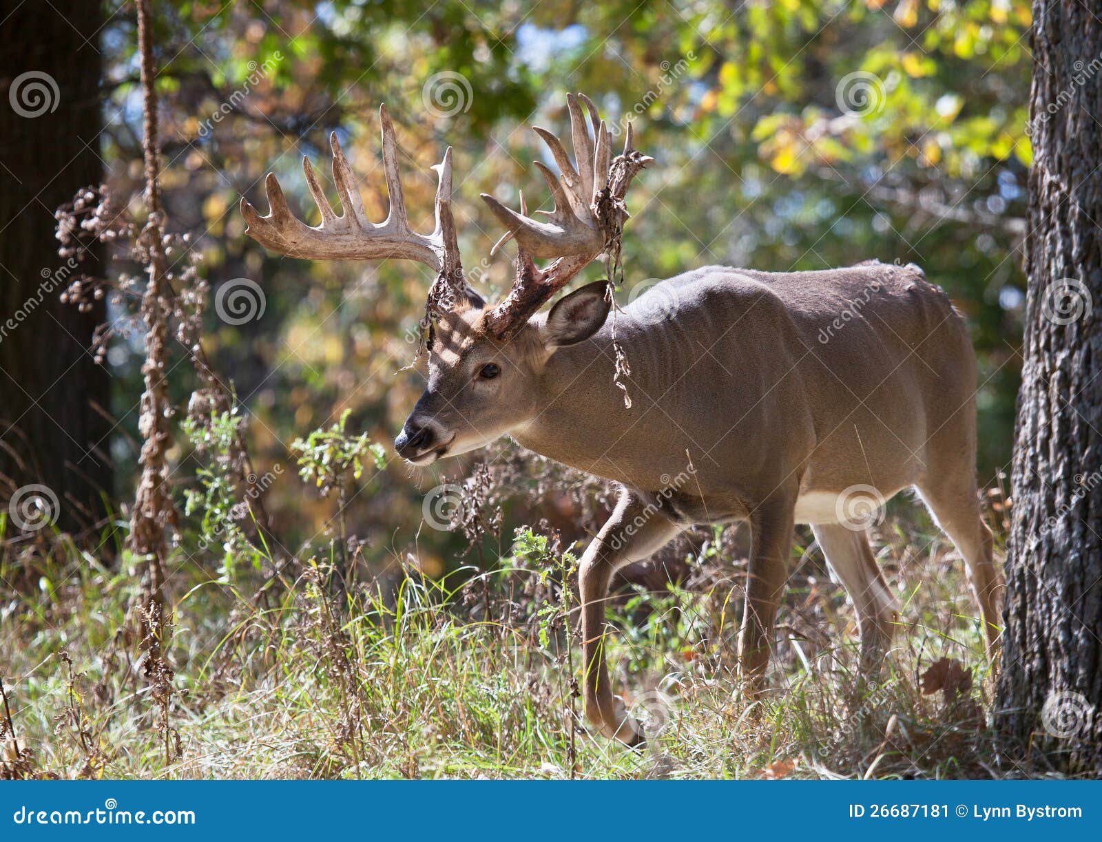 Trophy Whitetail Deer stock image. Image of rubbing, grass - 26687181