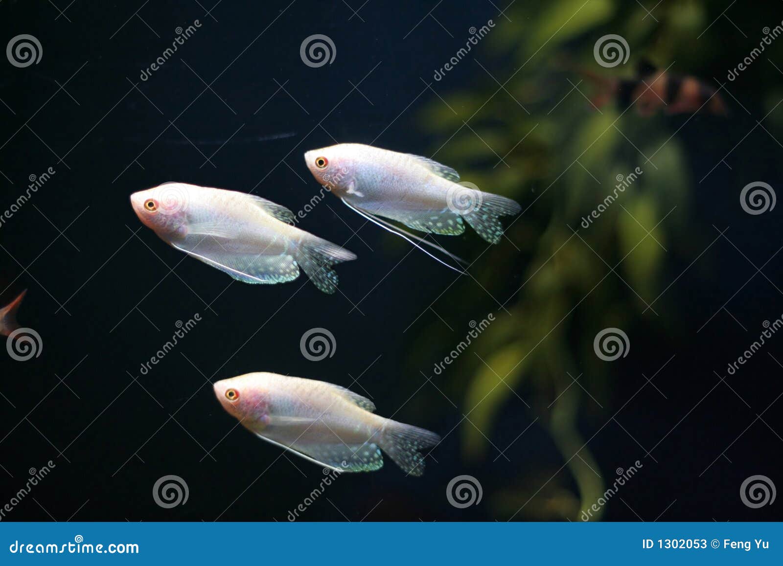 Tropic fish stock image. Image of aquatic, habitat, underwater - 1302053