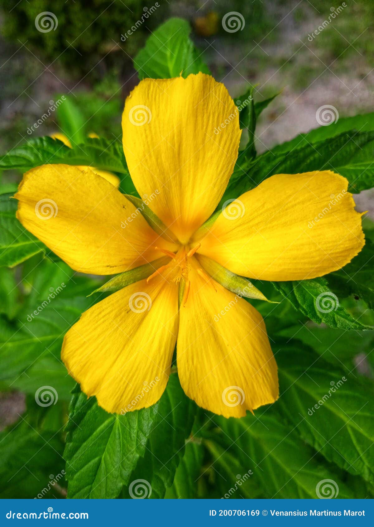 The tropic flower stock image. Image of plant, leaf - 200706169