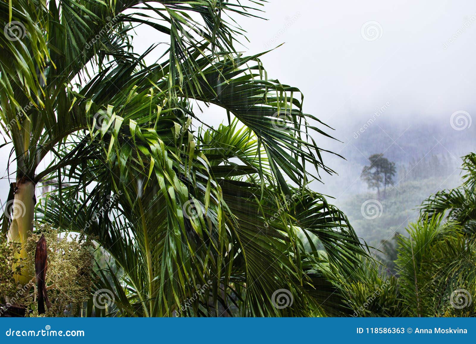Tropic Forest in Rain and Mist Fog Stock Image - Image of lush, jungle ...