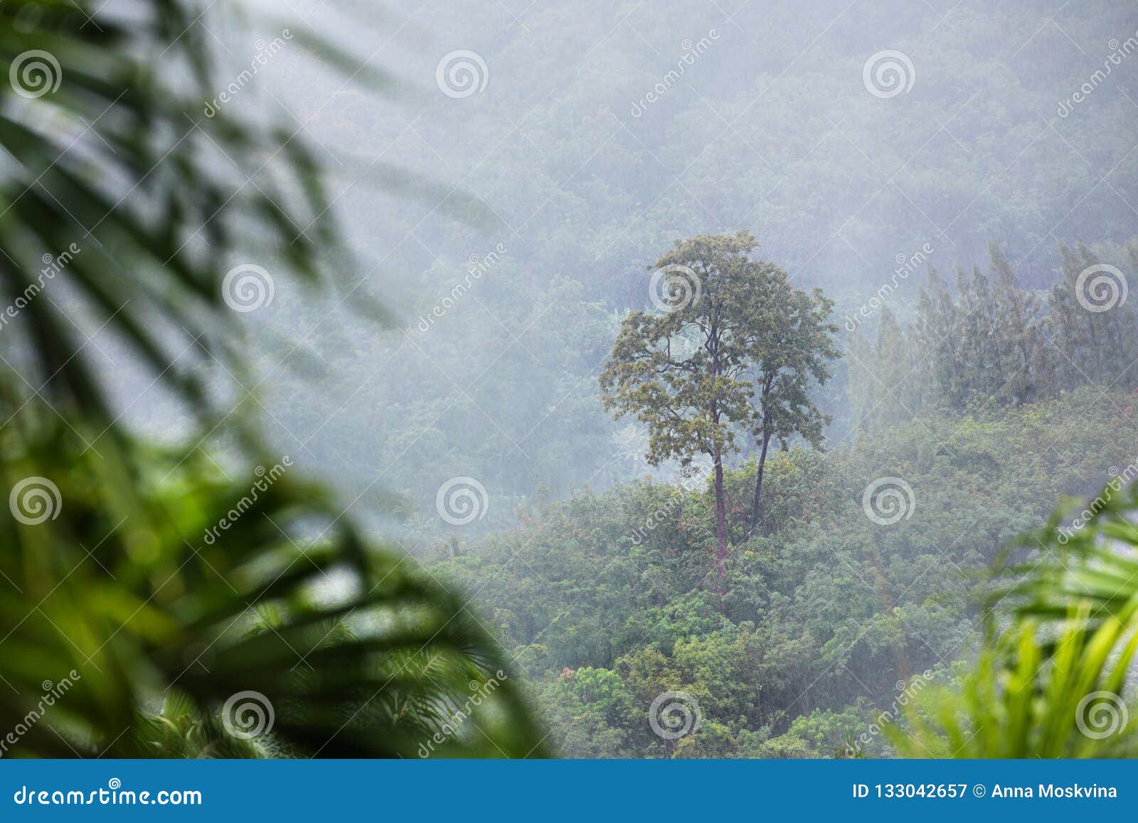 Tropic Forest in Rain and Mist Fog Stock Image - Image of mist, misty ...