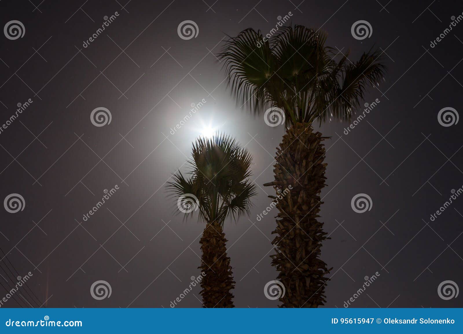 Tropic palm tree at night stock image. Image of colorful - 95615947