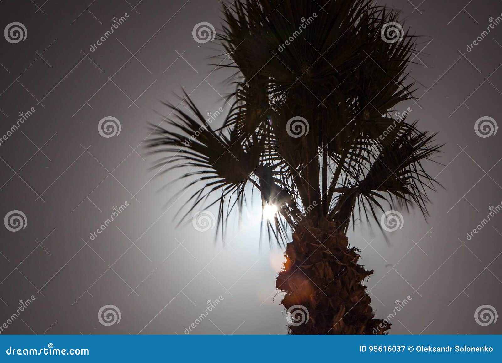 Tropic palm tree at night stock image. Image of relaxation - 95616037
