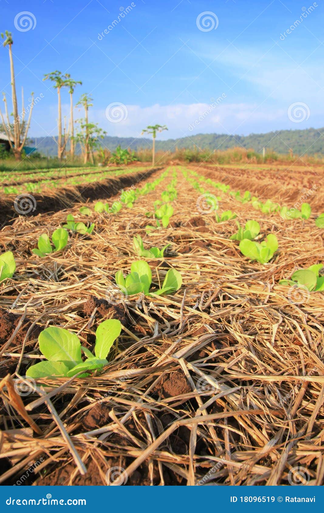 Tropical Agriculture, Thailand Stock Image - Image of crop, farmland ...