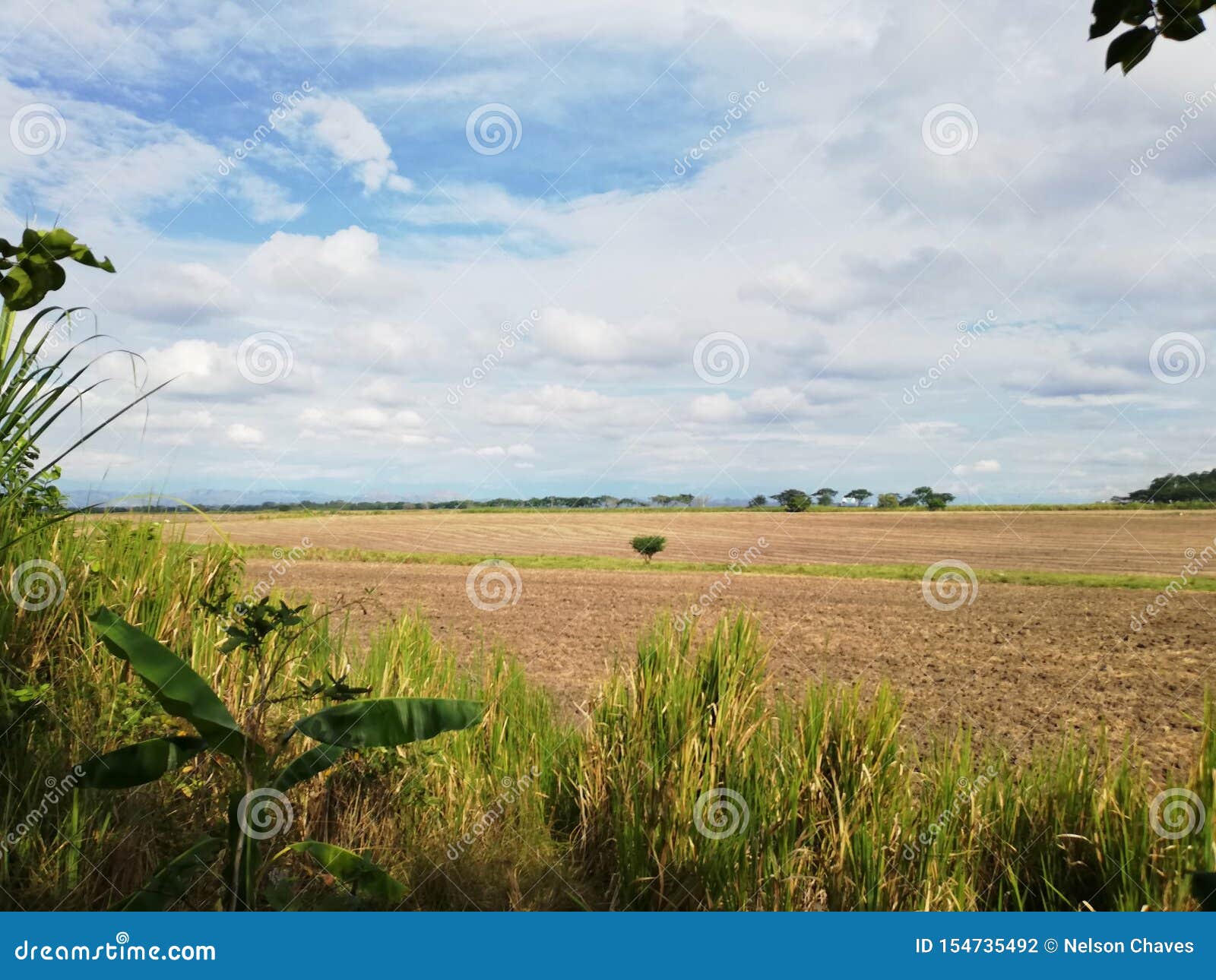 Tropical Agroforestry Landscape Stock Photo - Image of rain, green ...