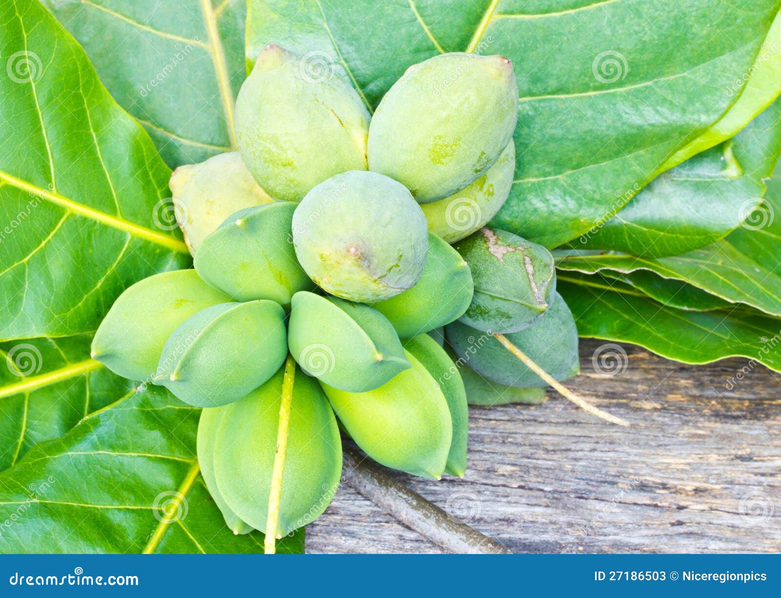 Tropical almond fruits stock image. Image of brown, shell - 27186503