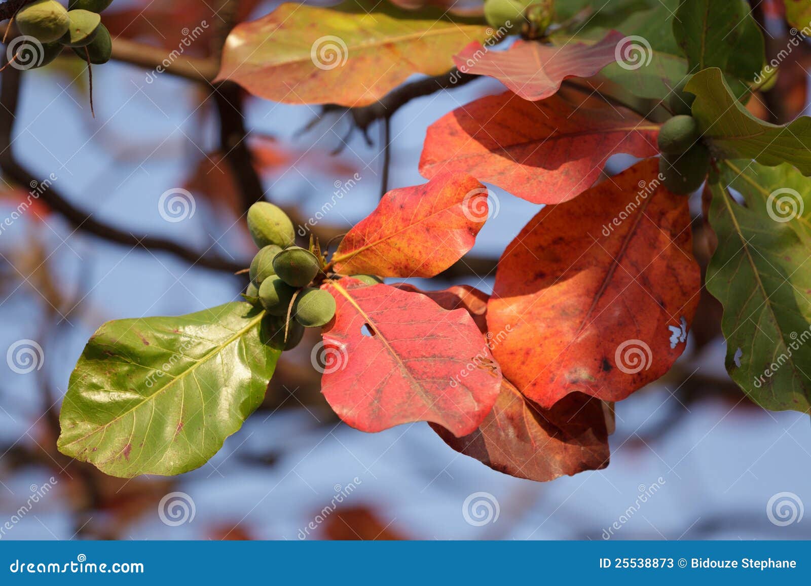 Tropical almond tree stock image. Image of fruit, closeup - 25538873